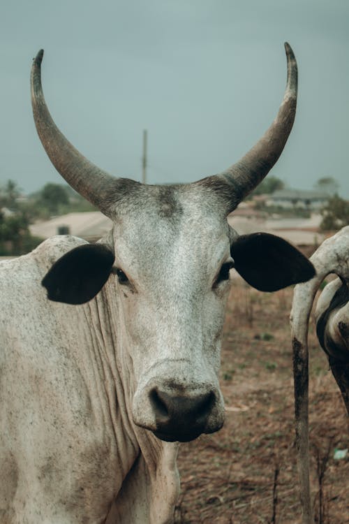 Home COW SHARING(BEEF WITH OFFALS AND COWLEG) AGEMAWO